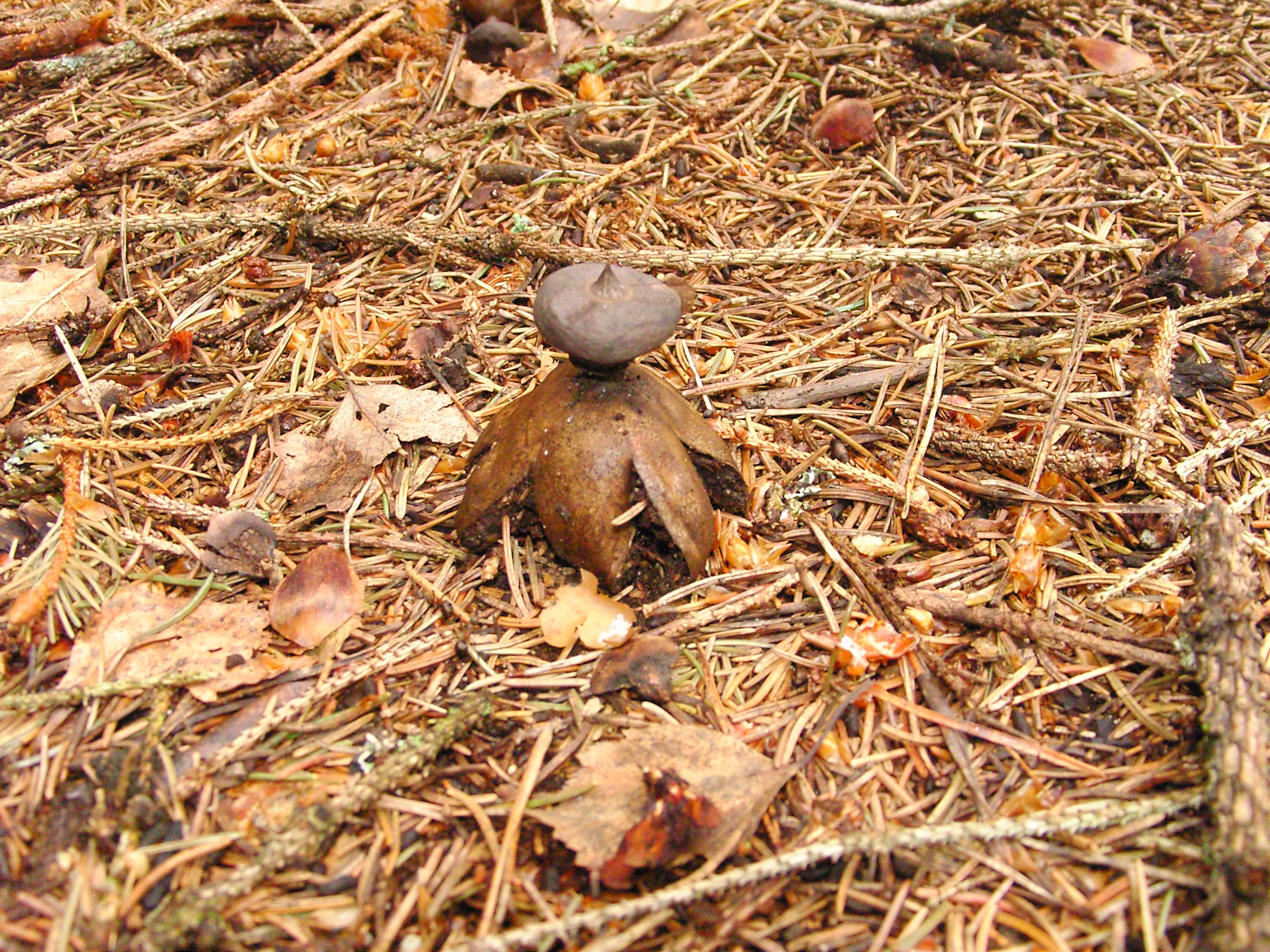 Kantjordstjärna, i gammal myrstack, foto B. Toftgård | Hallands ...