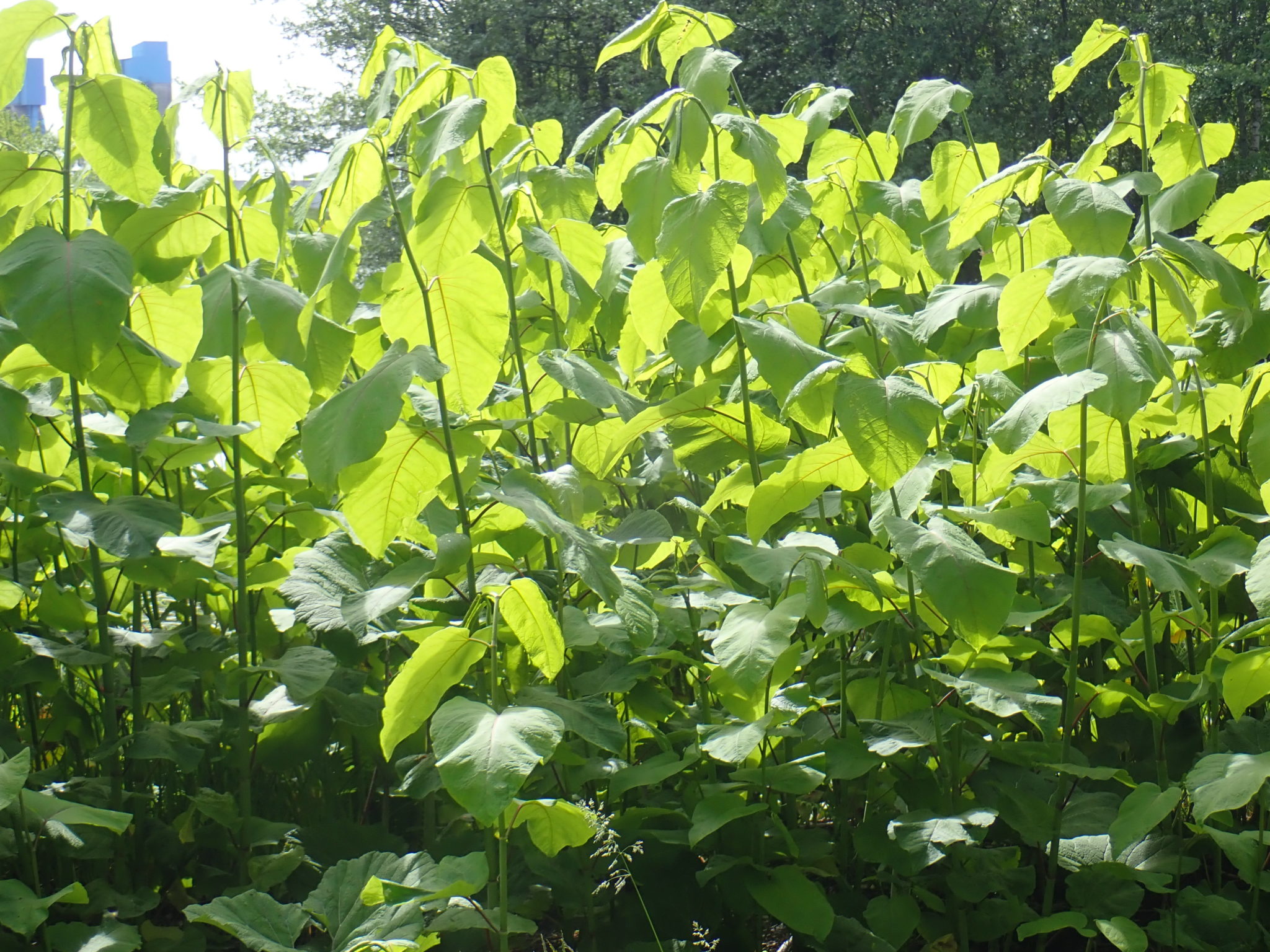 Parkslide | Hallands Botaniska Förening